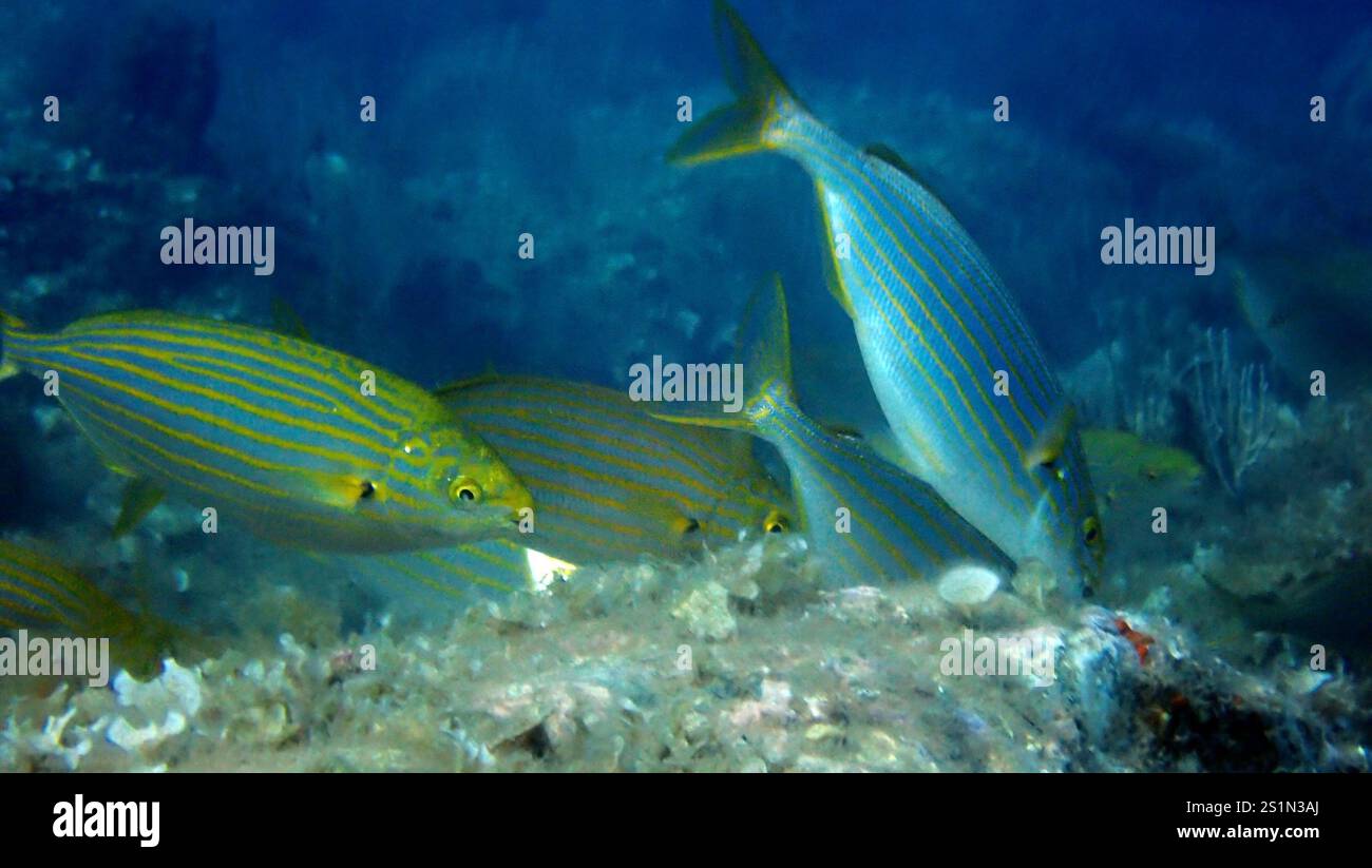 Salema Porgy (Sarpa salpa Stock Photo - Alamy