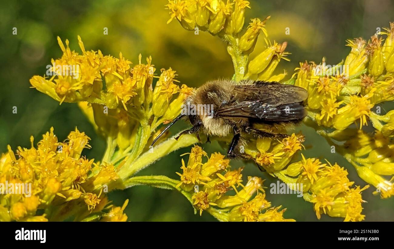 Common Eastern Bumble Bee (Bombus impatiens Stock Photo - Alamy