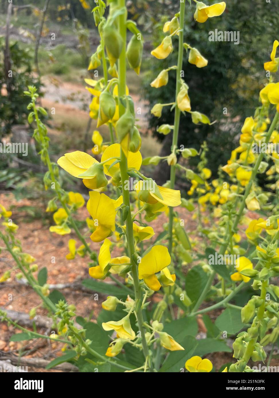 Showy Rattlebox (Crotalaria spectabilis Stock Photo - Alamy