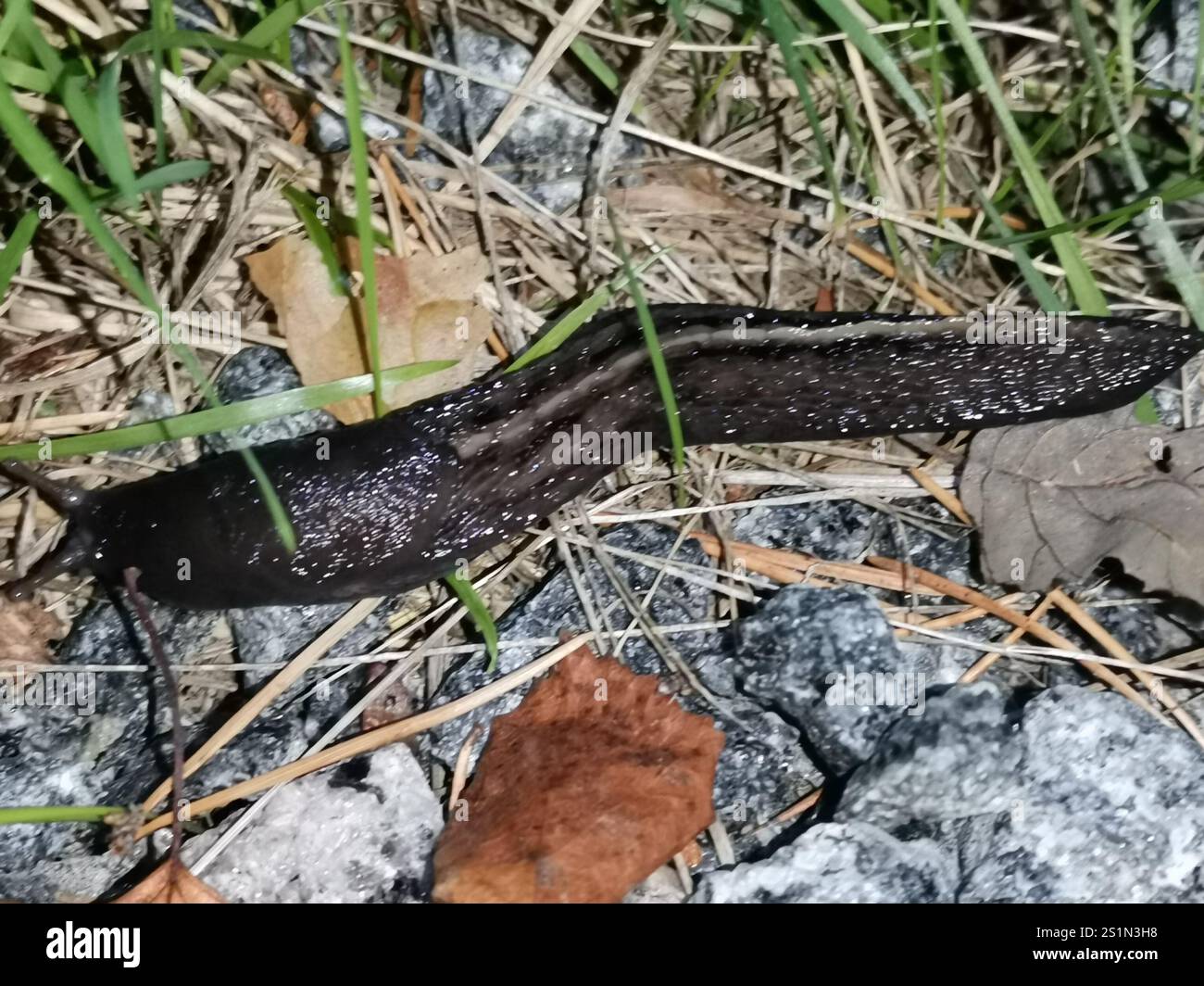 Ash-black Slug (Limax cinereoniger Stock Photo - Alamy