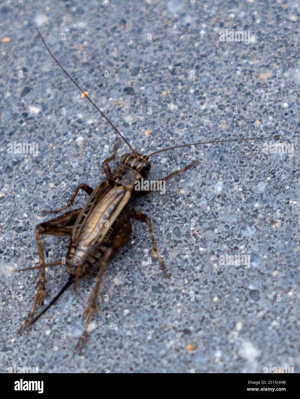 Striped Ground Cricket (Allonemobius fasciatus Stock Photo - Alamy