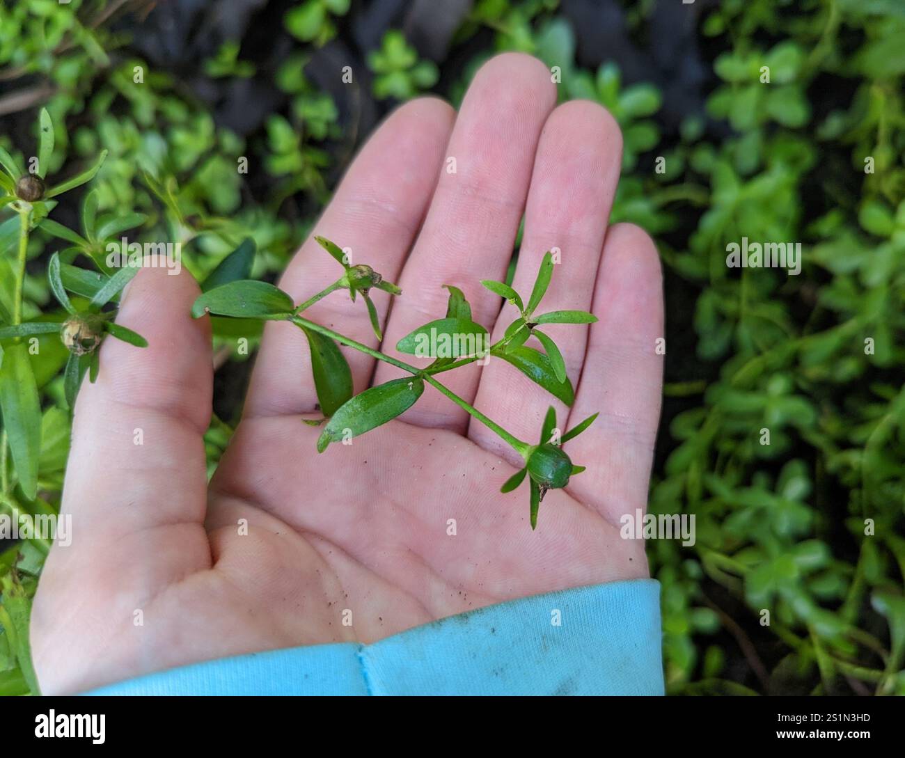 Coastal Rose Gentian (Sabatia calycina Stock Photo - Alamy