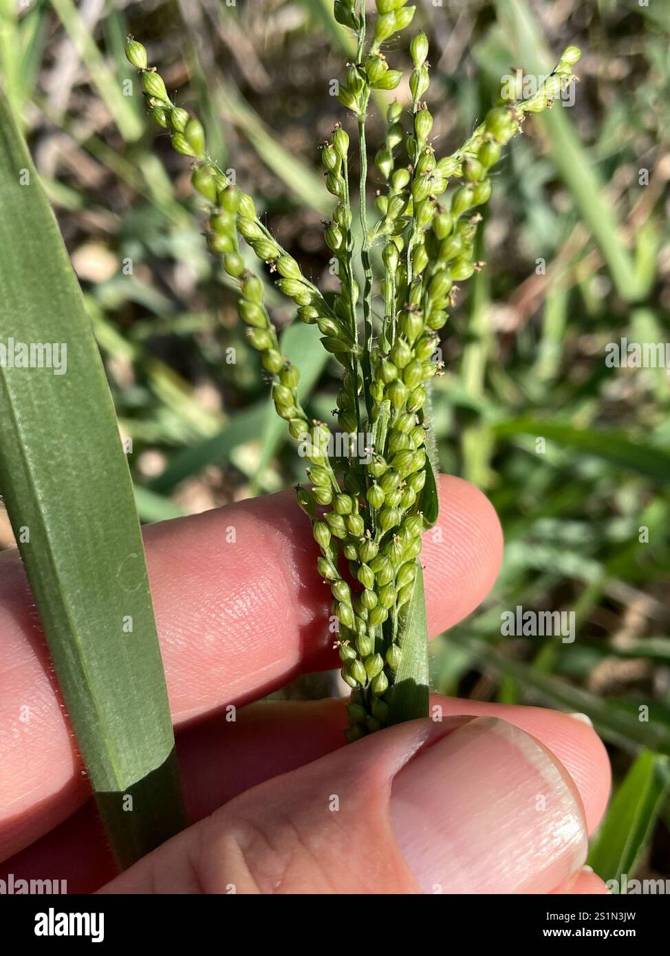 Browntop Signalgrass (Urochloa fusca Stock Photo - Alamy