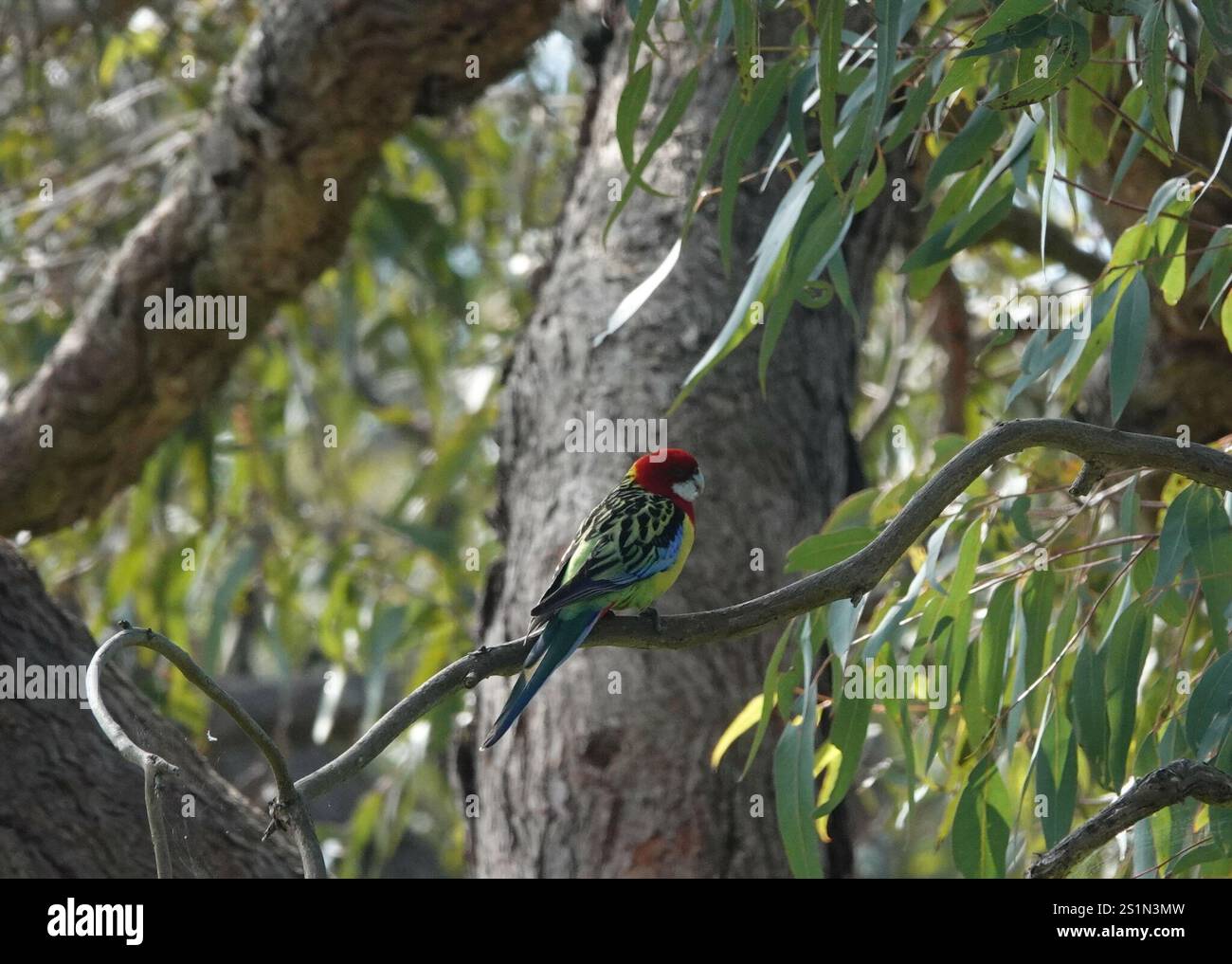 Southeast Eastern Rosella (Platycercus eximius eximius Stock Photo - Alamy