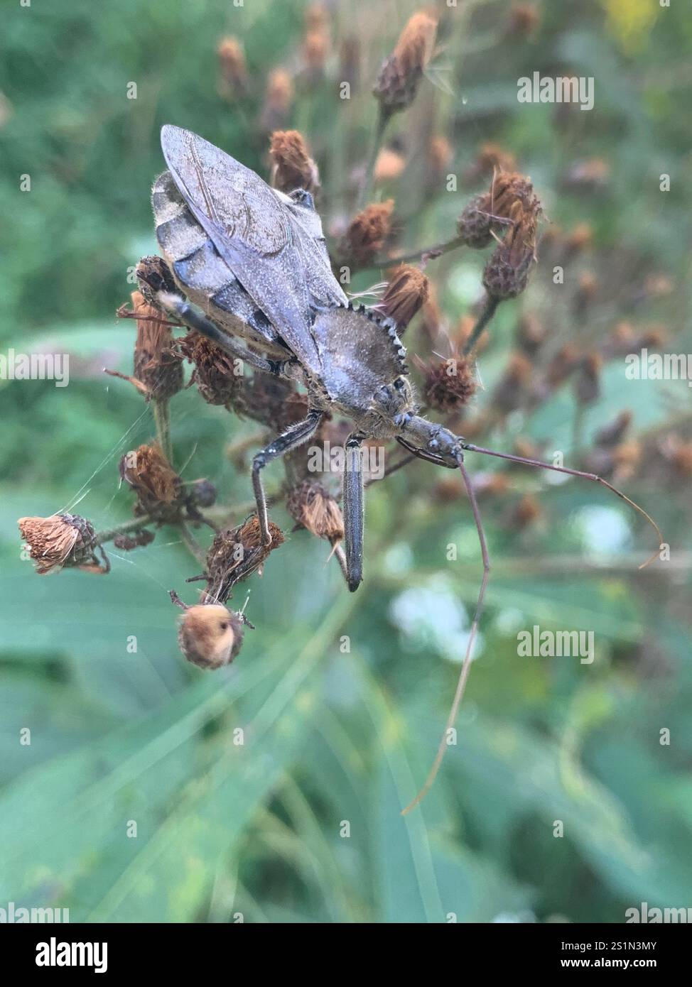 North American Wheel Bug (Arilus cristatus Stock Photo - Alamy
