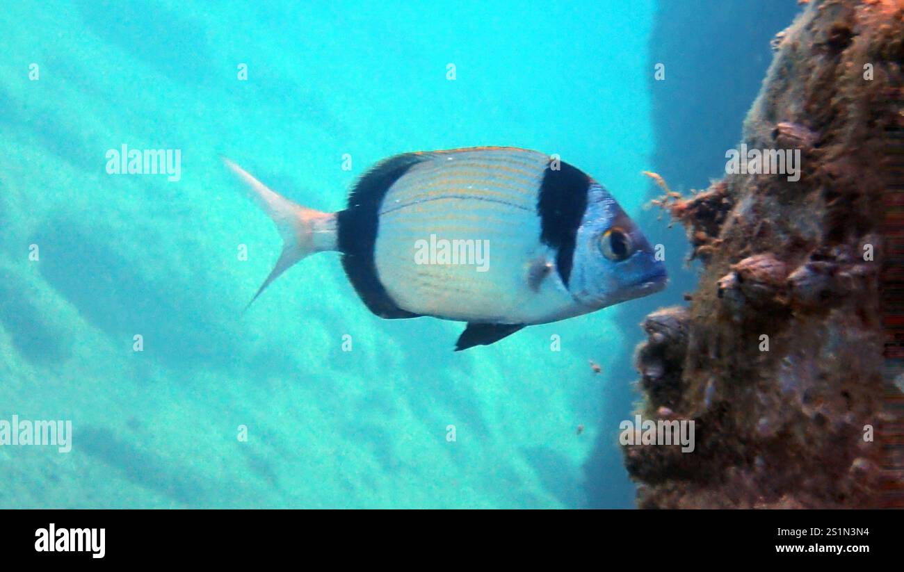Common Two-banded Seabream (Diplodus vulgaris Stock Photo - Alamy