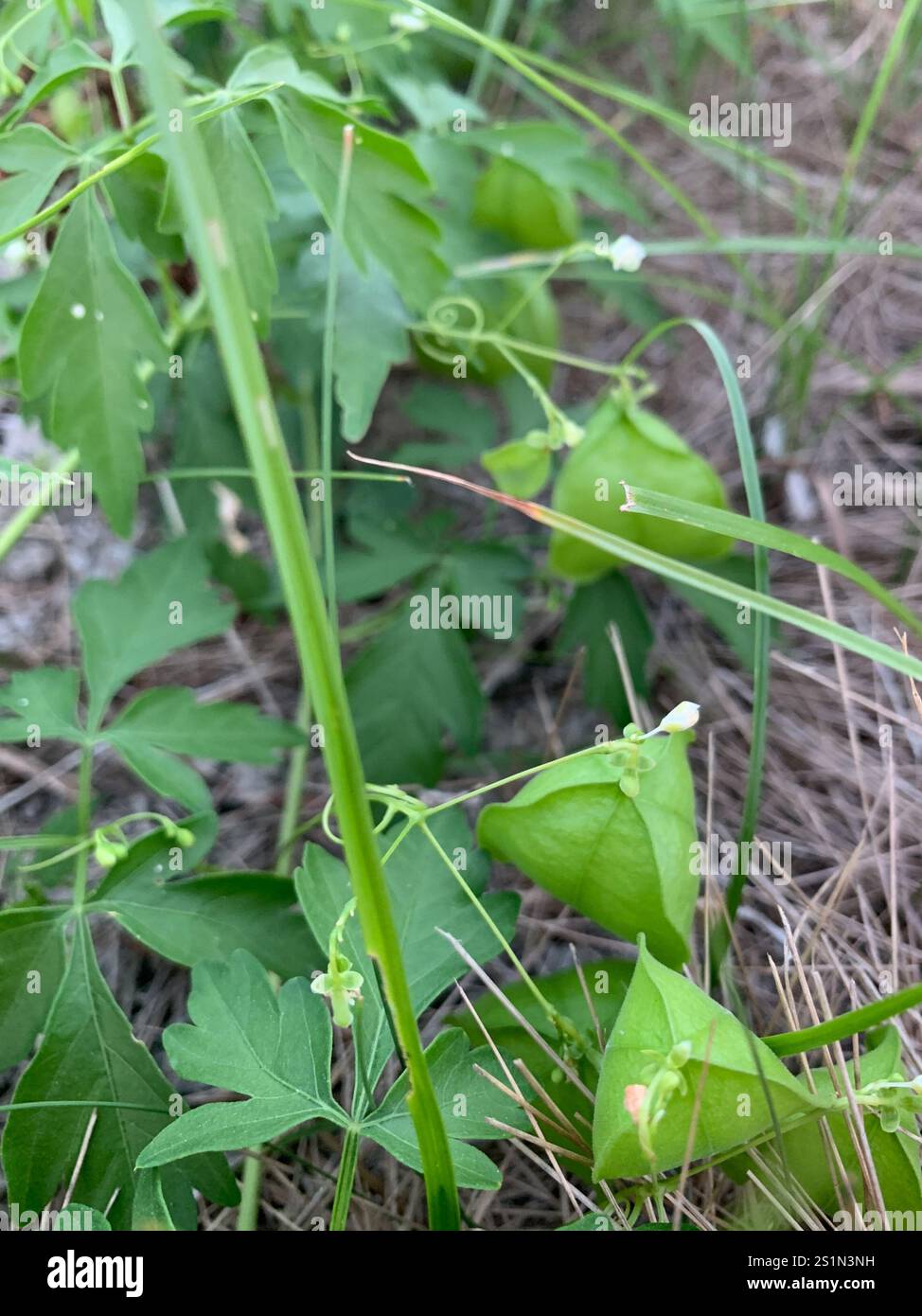 Balloon Vines and Heartseed (Cardiospermum Stock Photo - Alamy
