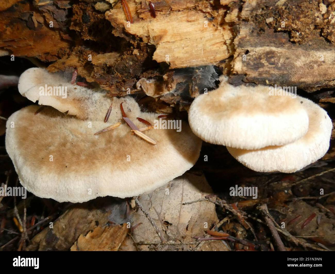 bear lentinus (Lentinellus ursinus Stock Photo - Alamy