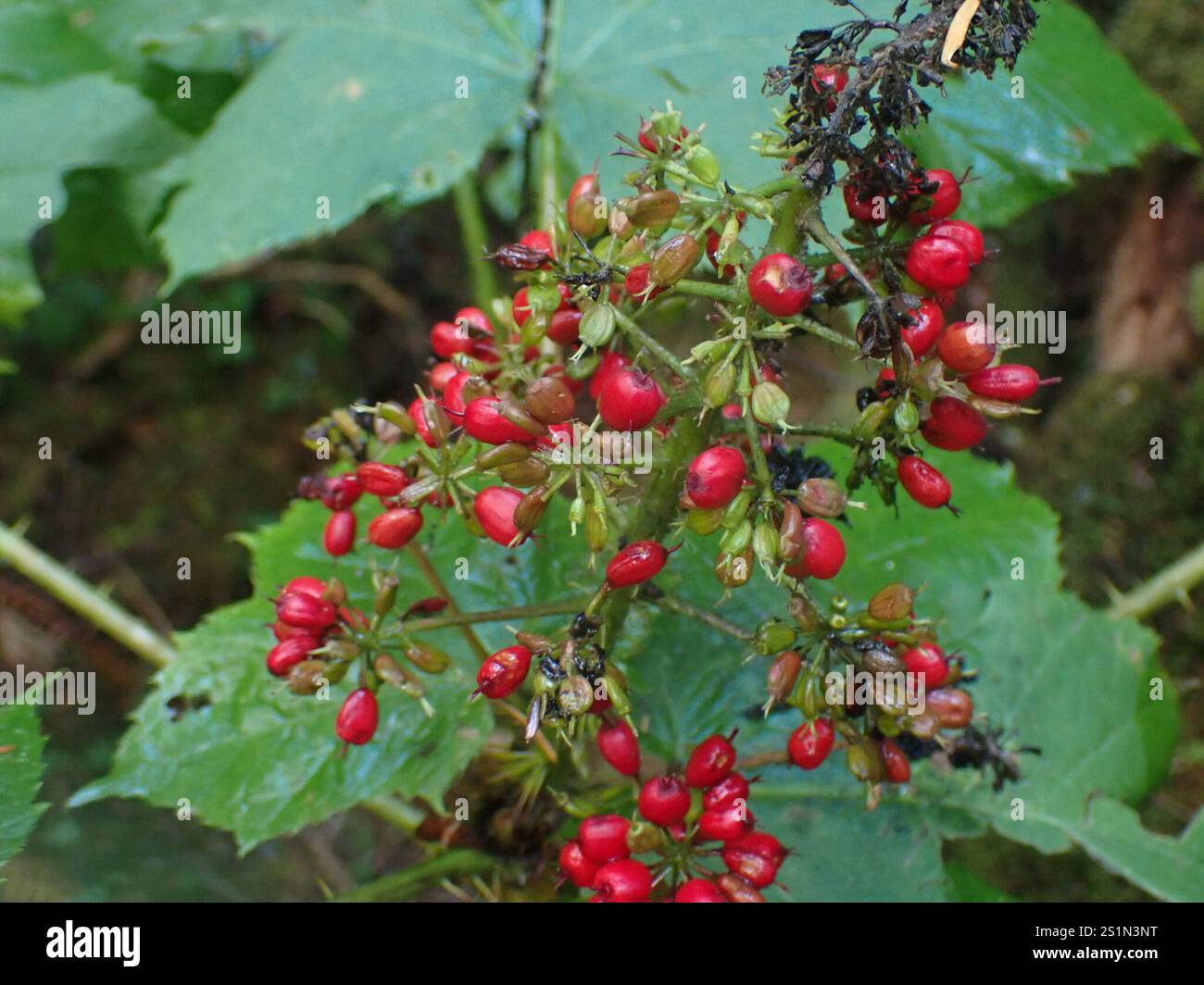 Devil's Club (Oplopanax horridus Stock Photo - Alamy