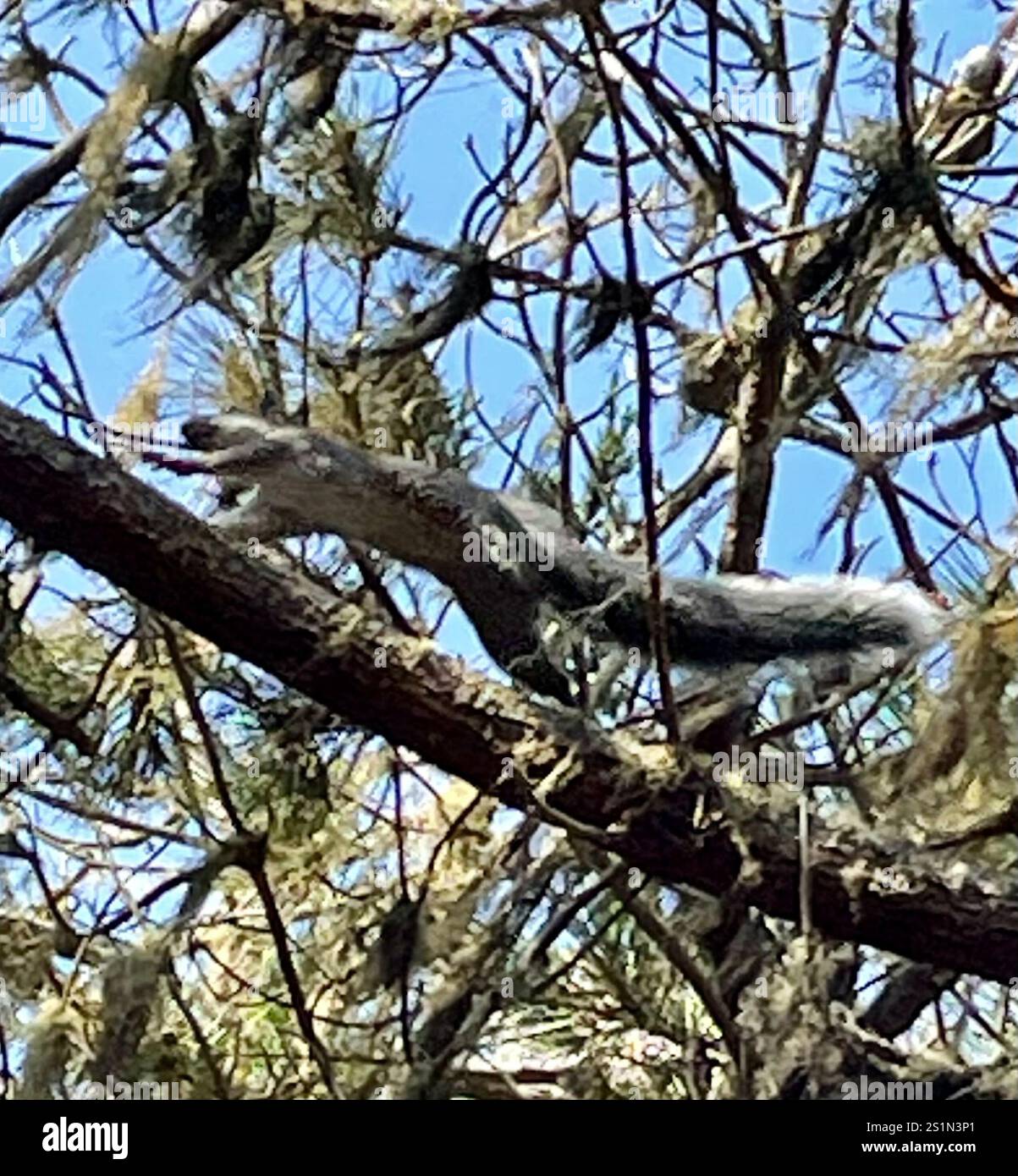 Western Gray Squirrel (Sciurus griseus Stock Photo - Alamy