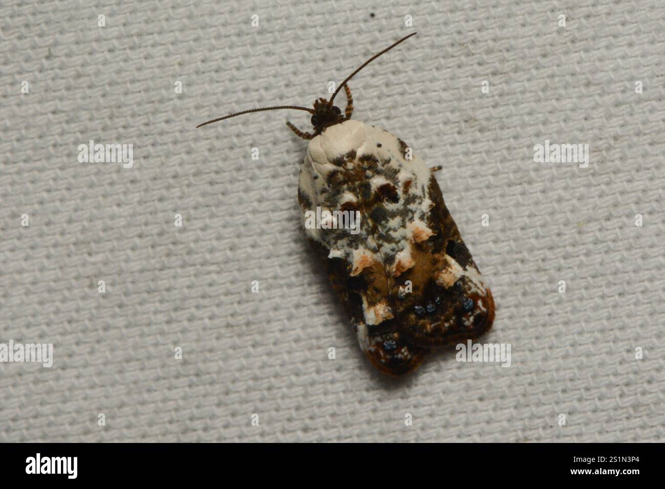 Snowy-shouldered Acleris Moth (Acleris nivisellana Stock Photo - Alamy