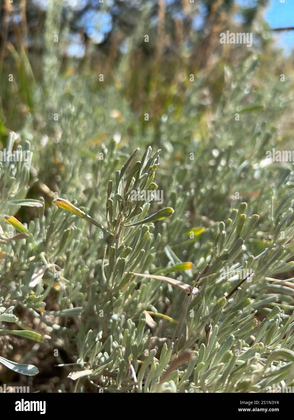 Big Sagebrush (Artemisia tridentata Stock Photo - Alamy
