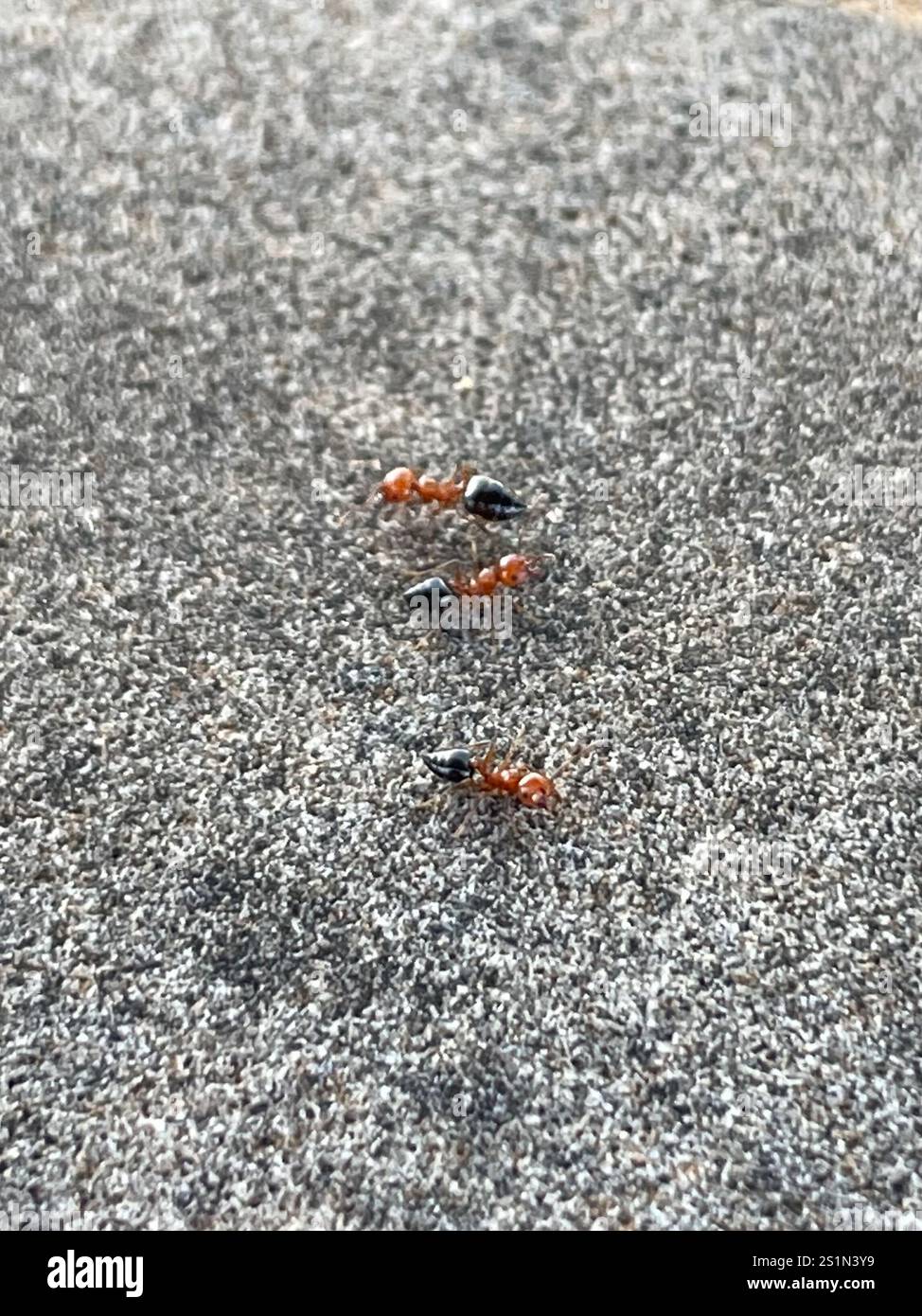Shiny Acrobat Ant (Crematogaster laeviuscula Stock Photo - Alamy