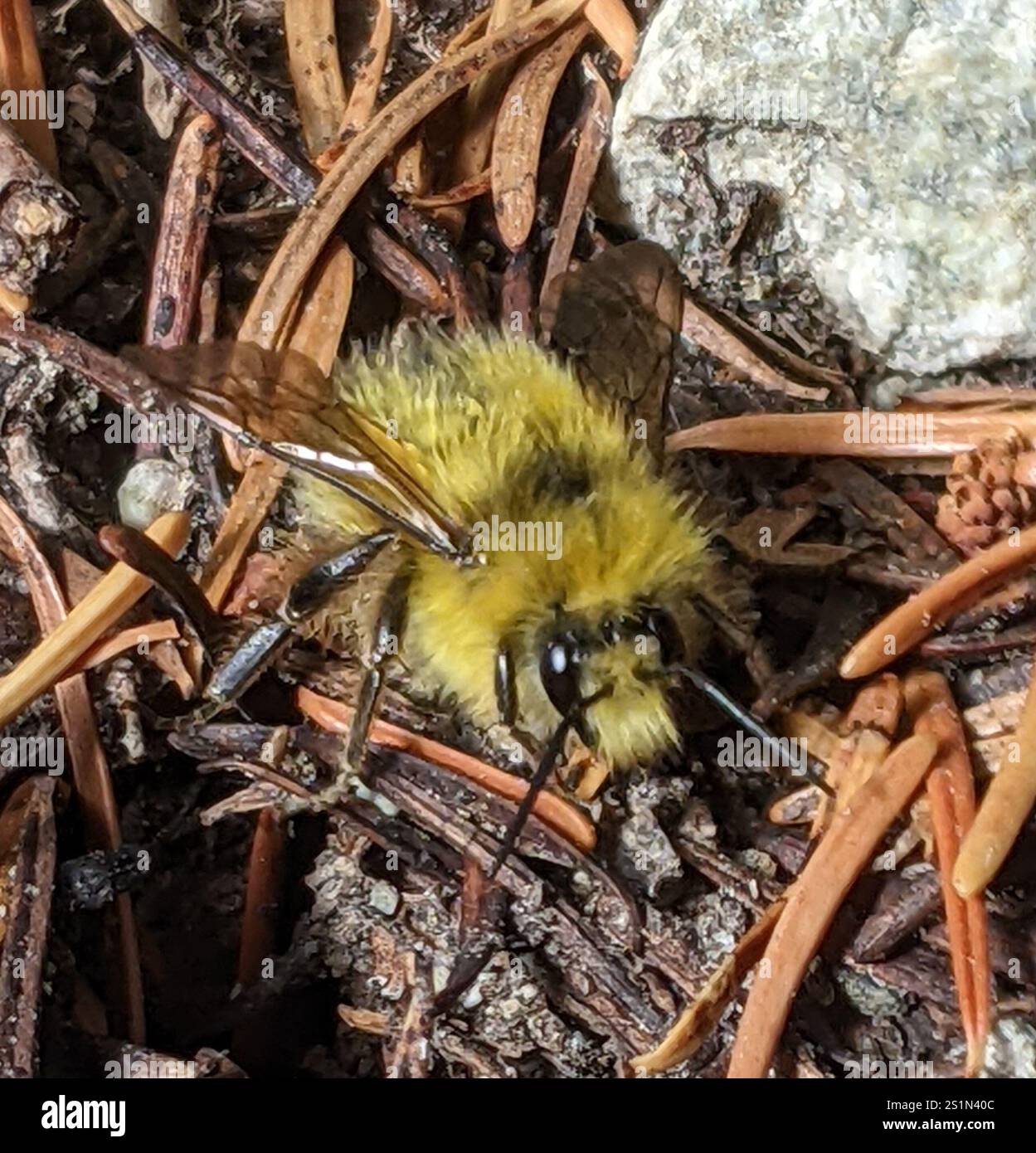 Sitka Bumble Bee (Bombus sitkensis Stock Photo - Alamy