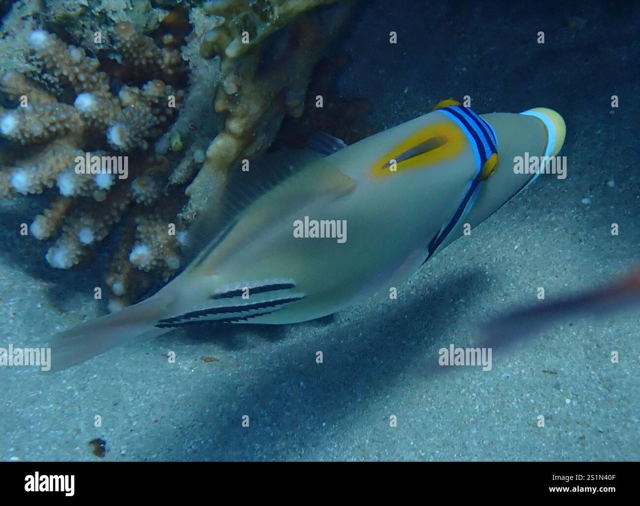 Arabian Picasso Triggerfish (Rhinecanthus assasi Stock Photo - Alamy