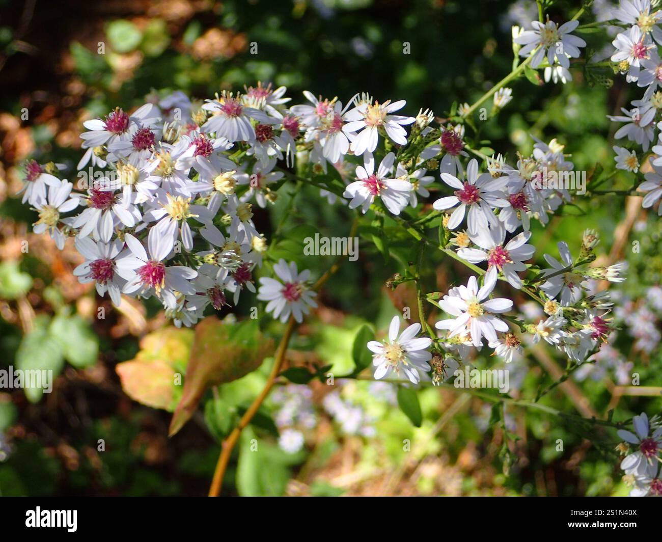 Common Blue Wood Aster (Symphyotrichum cordifolium Stock Photo - Alamy