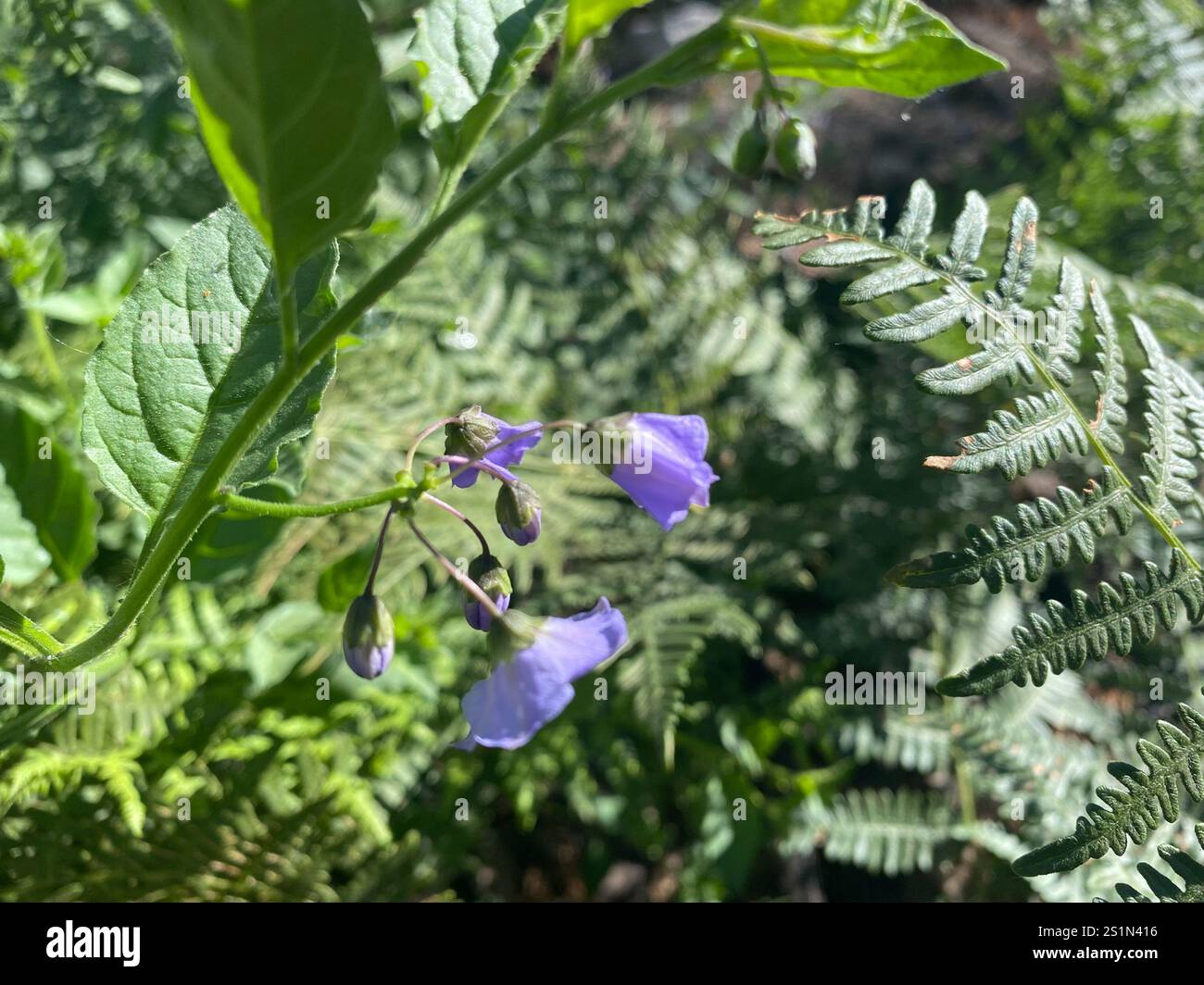 purple nightshade (Solanum xanti Stock Photo - Alamy