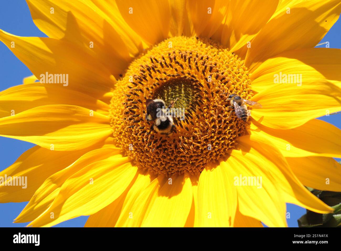 Western Leafcutter Bee (Megachile perihirta Stock Photo - Alamy