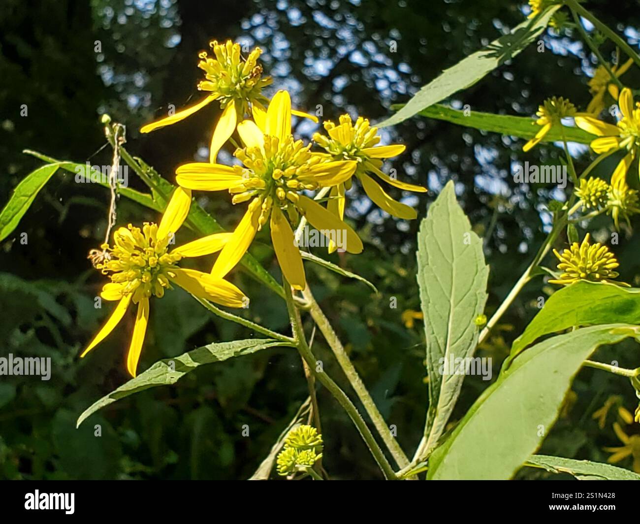 Wingstem (Verbesina alternifolia Stock Photo - Alamy