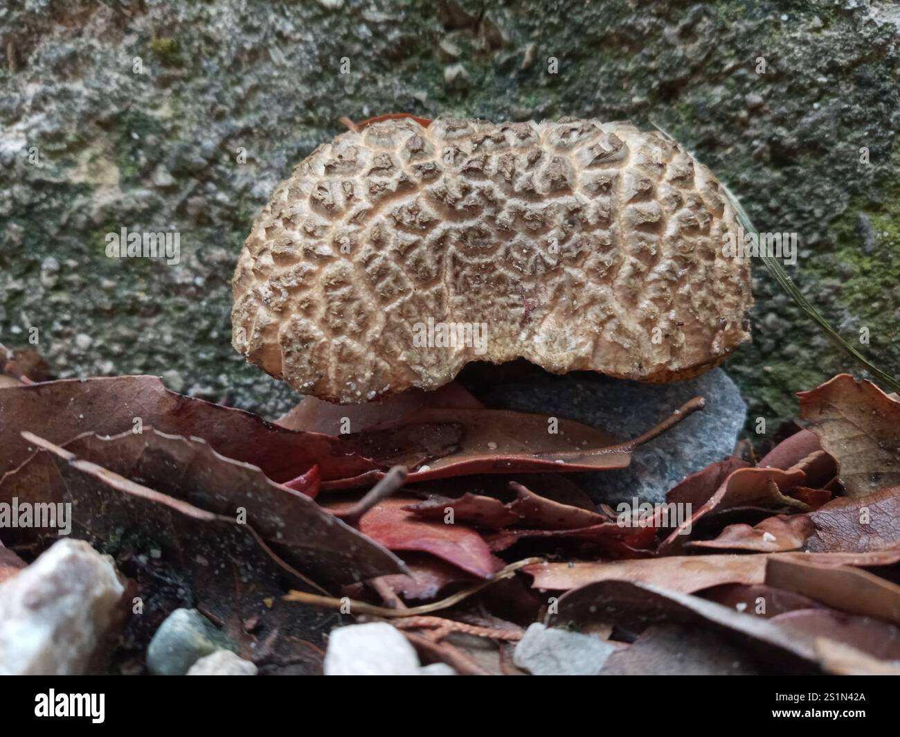 Red-cracking Bolete (Xerocomellus chrysenteron Stock Photo - Alamy
