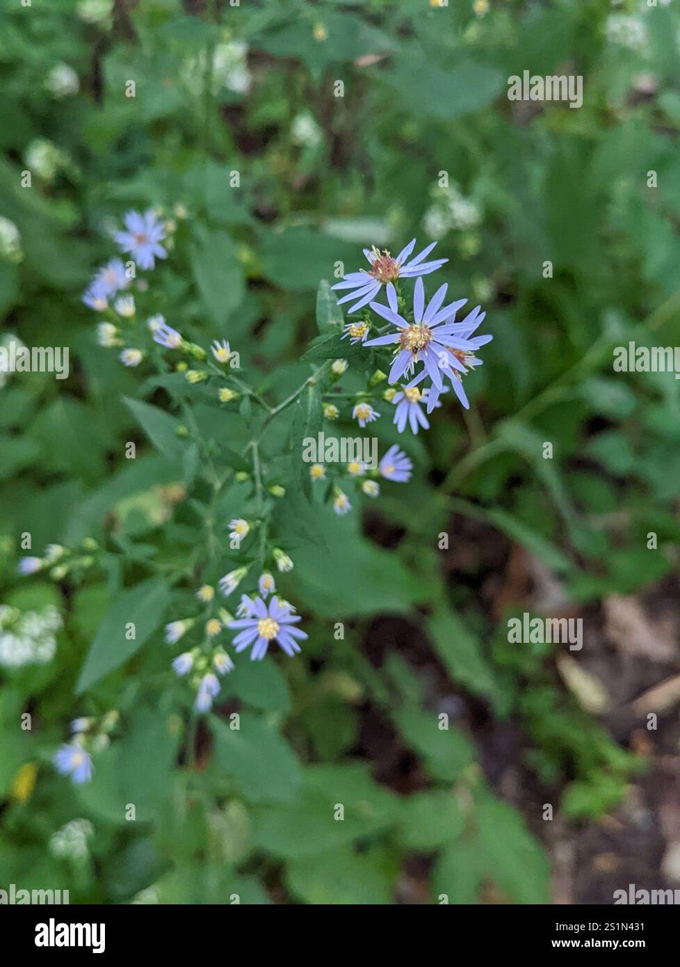 American asters (Symphyotrichum Stock Photo - Alamy