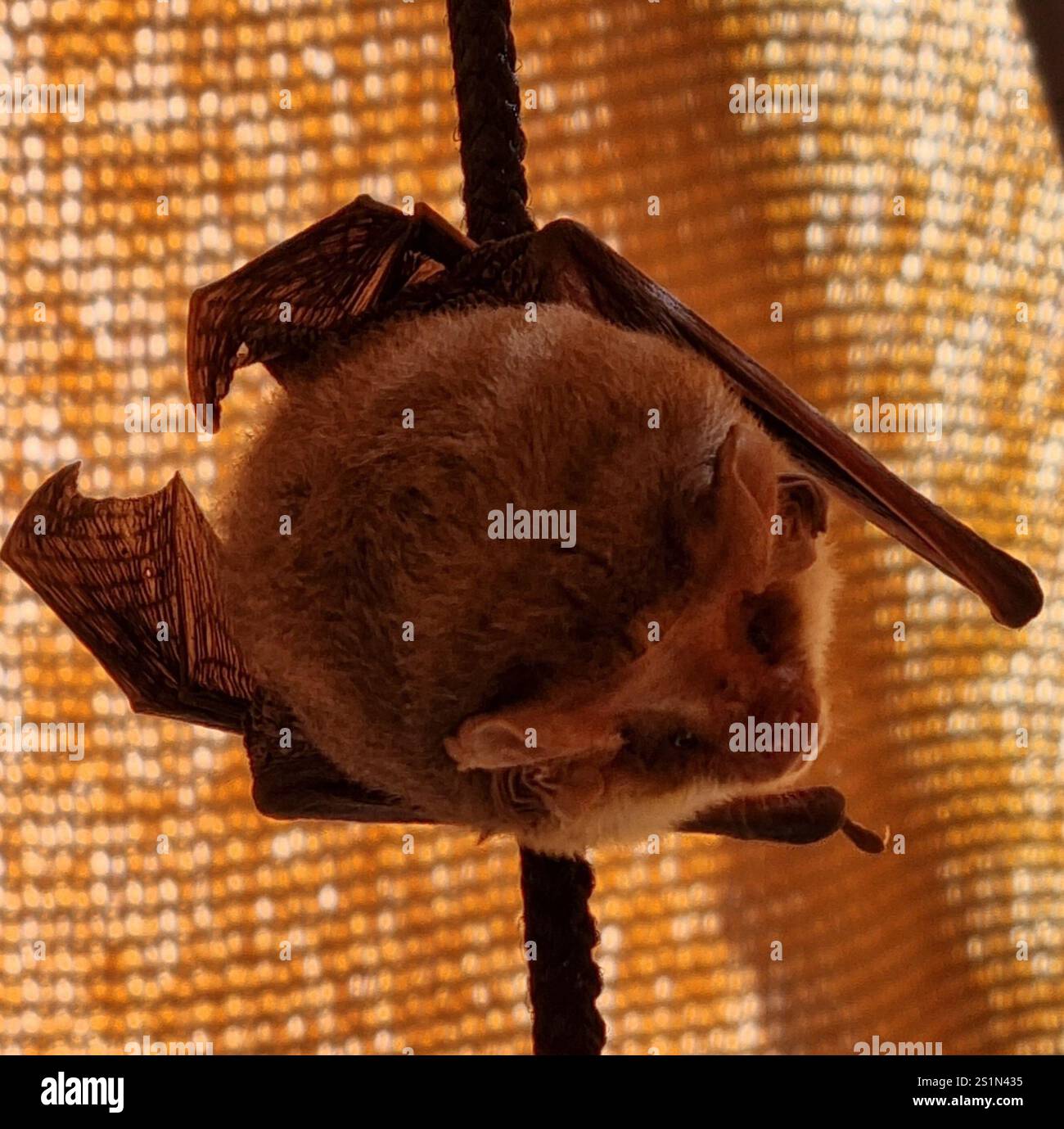 Lesser Long-eared Bat (Nyctophilus geoffroyi Stock Photo - Alamy
