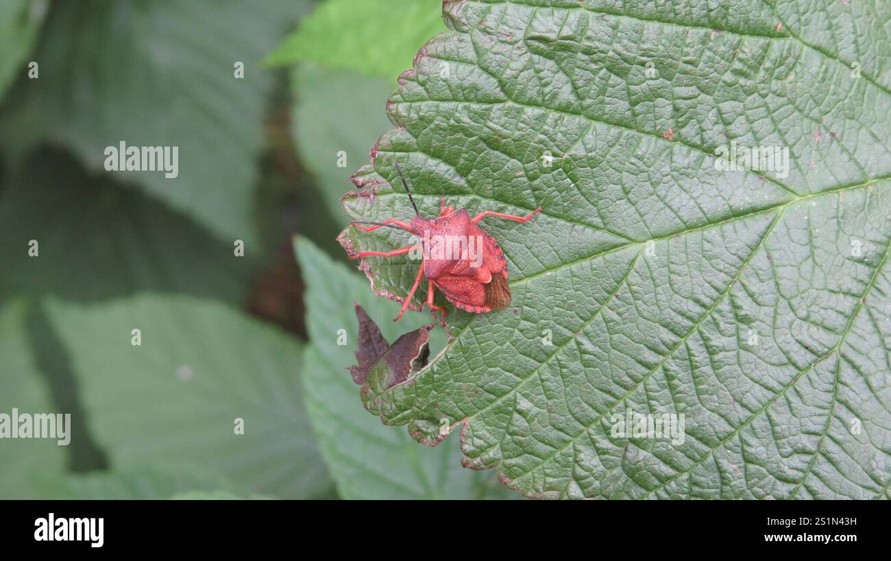 Black-shouldered Shieldbug (Carpocoris purpureipennis Stock Photo - Alamy