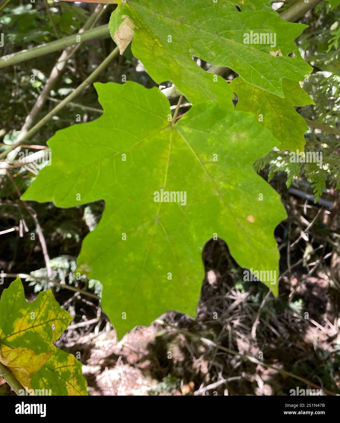 bigleaf maple (Acer macrophyllum Stock Photo - Alamy