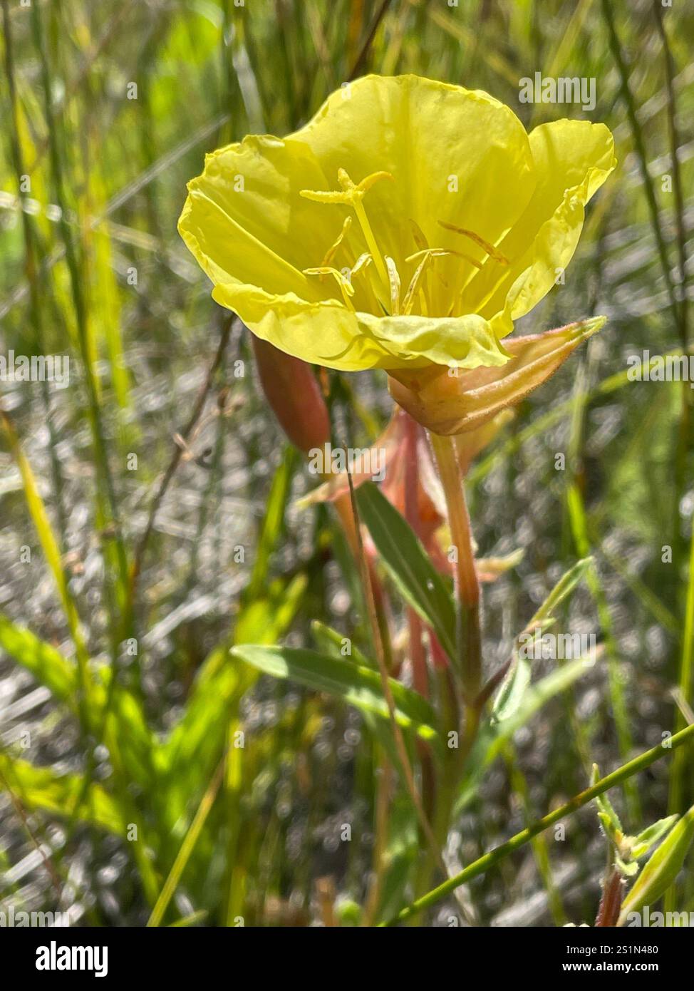 tall evening primrose (Oenothera elata Stock Photo - Alamy