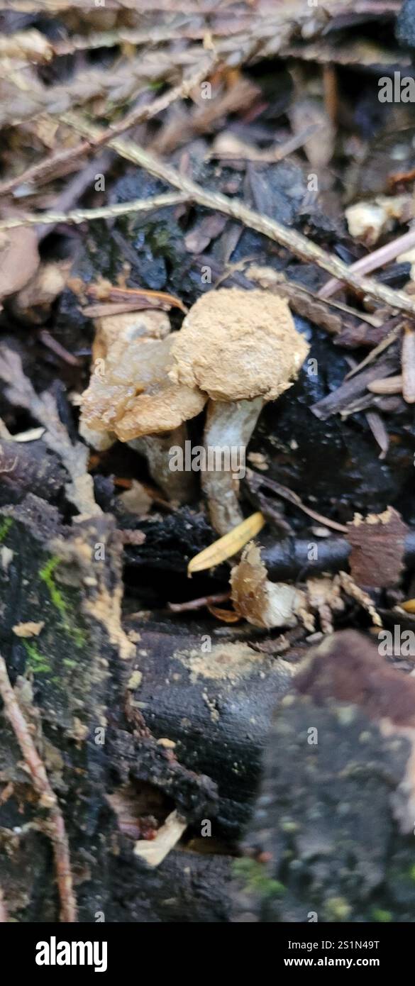 Powder Cap (Asterophora lycoperdoides Stock Photo - Alamy