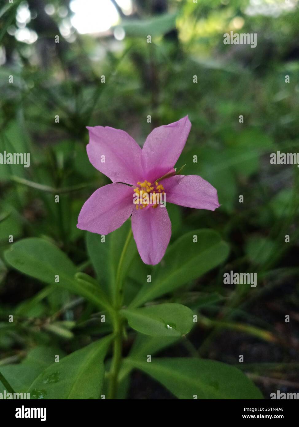 Philippine spinach (Talinum fruticosum Stock Photo - Alamy