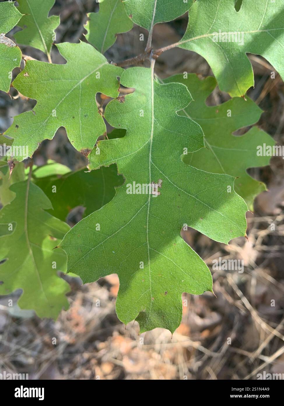 California black oak (Quercus kelloggii Stock Photo - Alamy