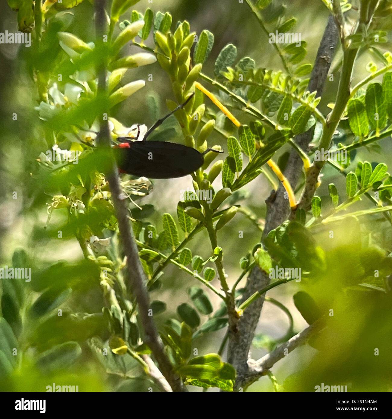Red-shouldered Bug (Jadera haematoloma Stock Photo - Alamy