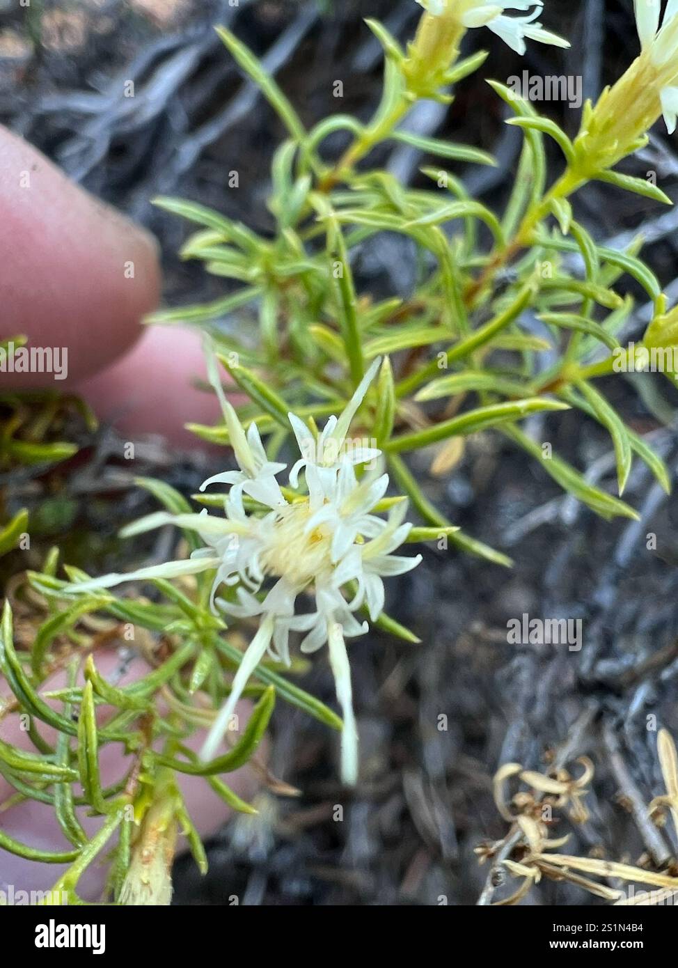 Columbian Goldenbush (Ericameria resinosa Stock Photo - Alamy