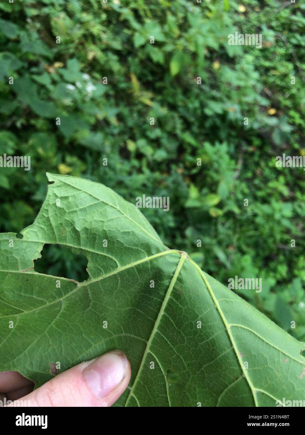 black maple (Acer nigrum Stock Photo - Alamy