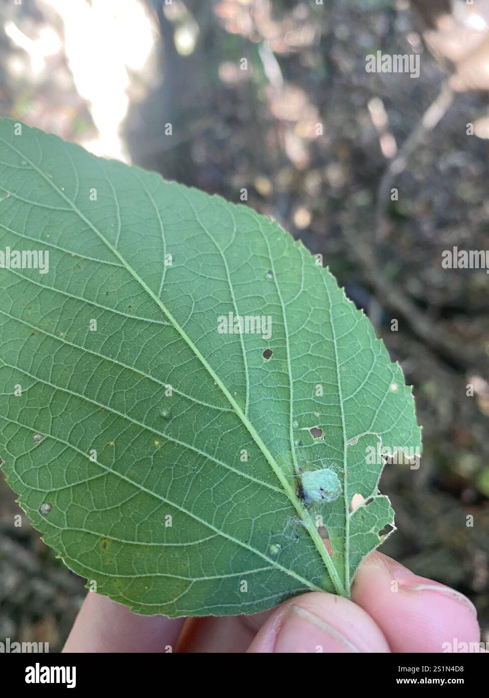 Hackberry Nipplegall Psyllid (Pachypsylla celtidismamma Stock Photo - Alamy