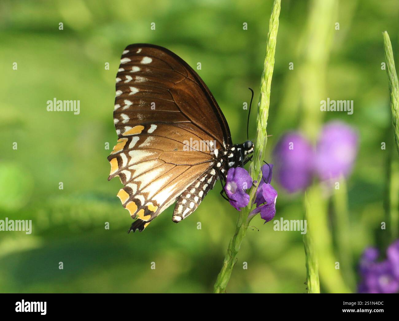 Common Mime Swallowtail (Papilio clytia Stock Photo - Alamy