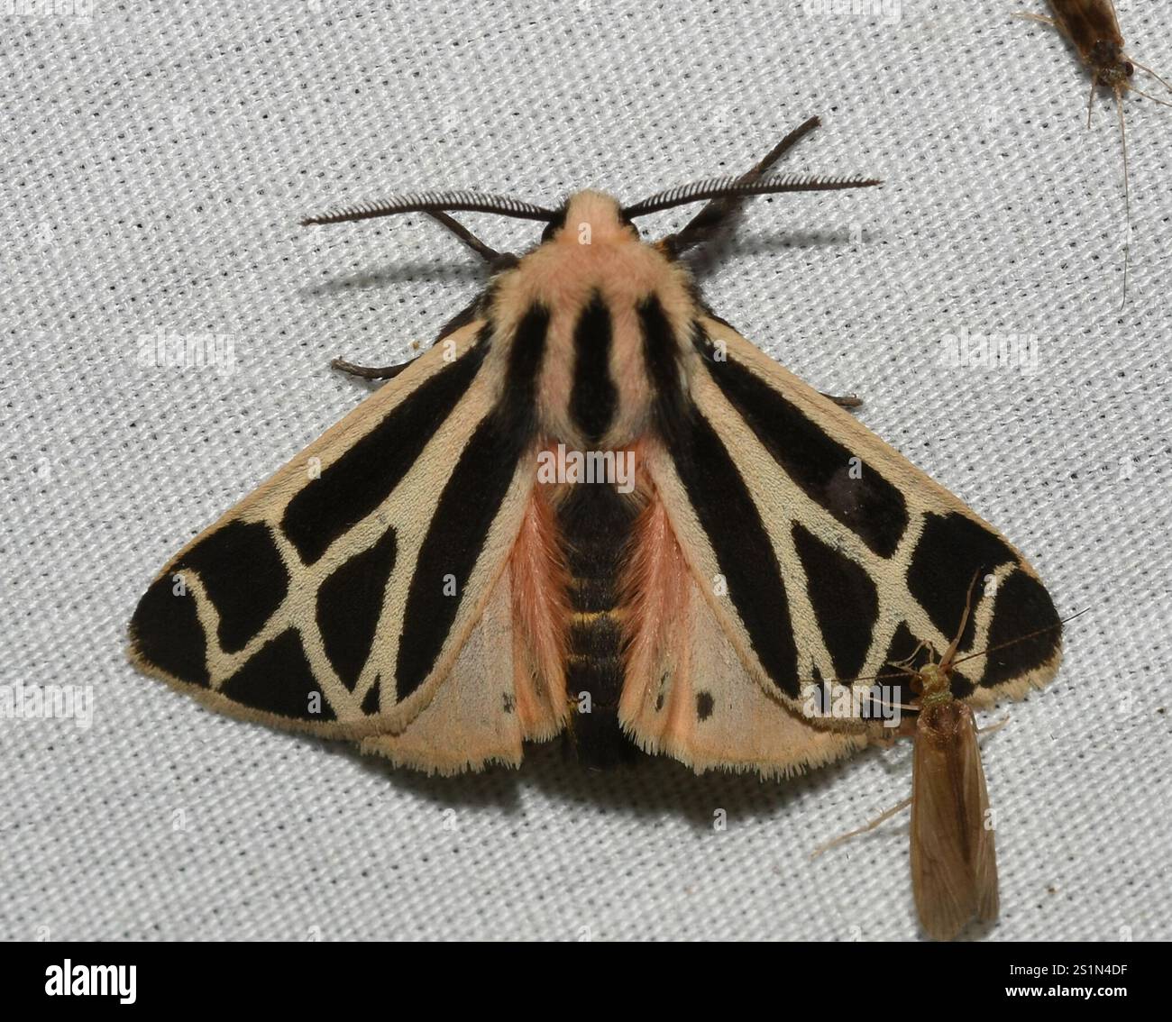 Harnessed Tiger Moth (Apantesis phalerata Stock Photo - Alamy
