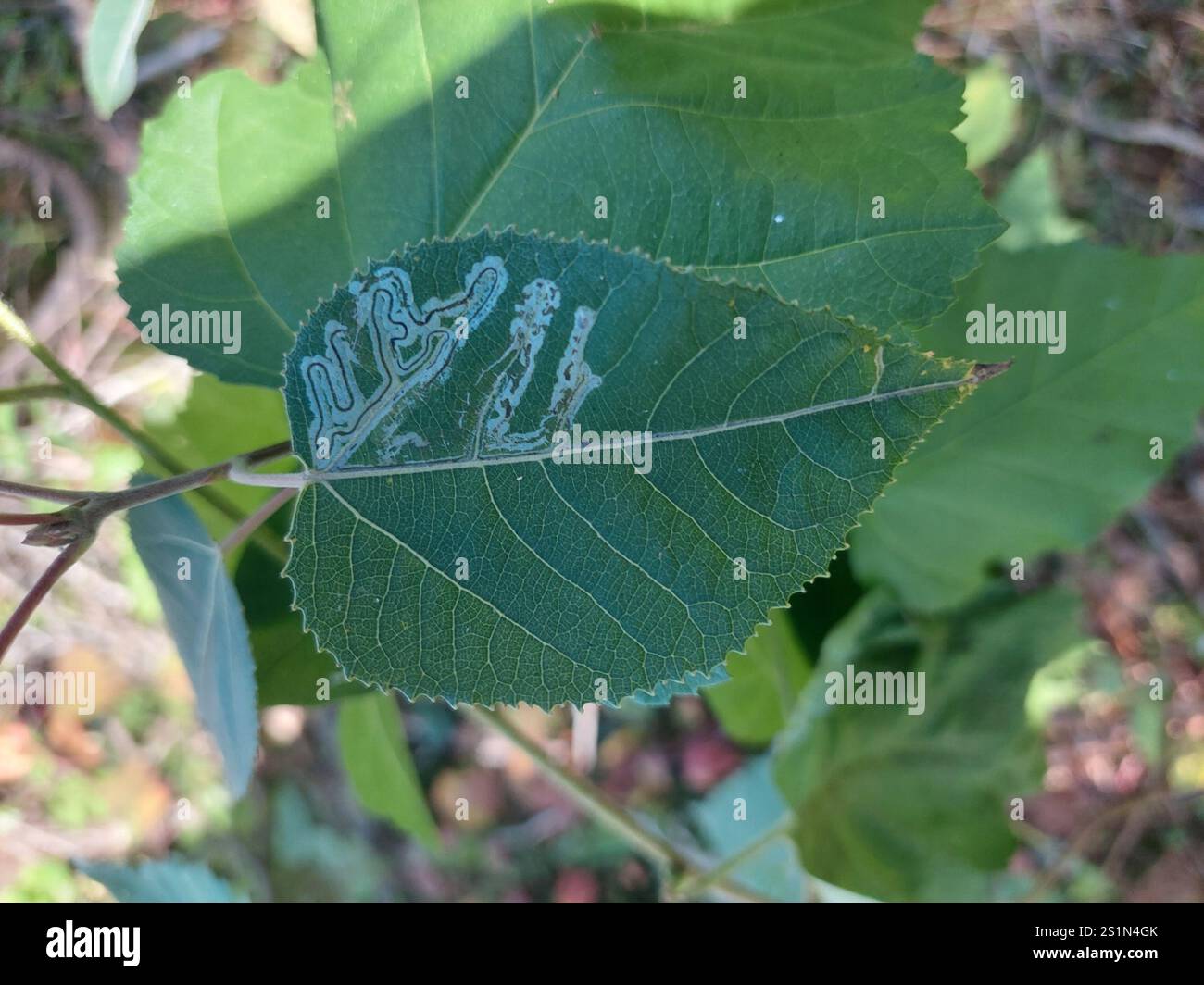 Aspen Serpentine Leafminer Moth (Phyllocnistis populiella Stock Photo ...