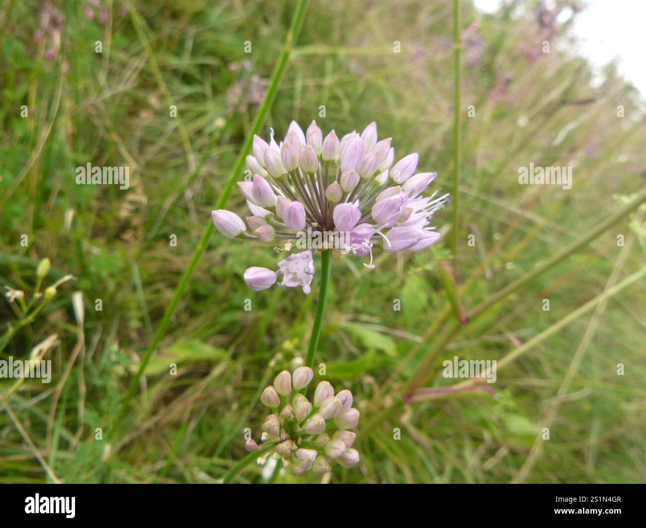 German Garlic (Allium lusitanicum Stock Photo - Alamy