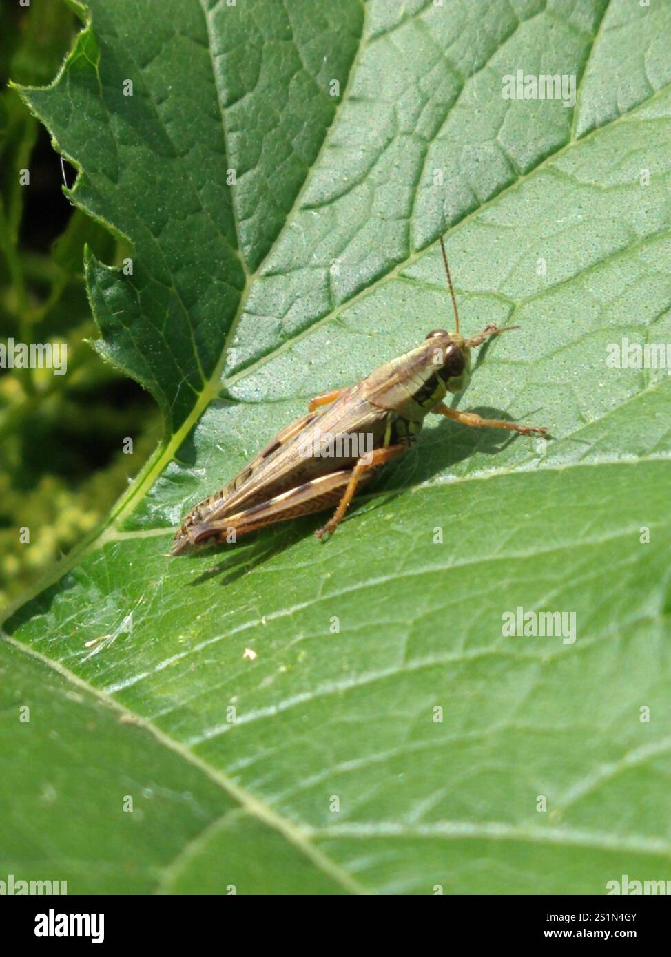 Short-horned Grasshoppers (Acrididae Stock Photo - Alamy
