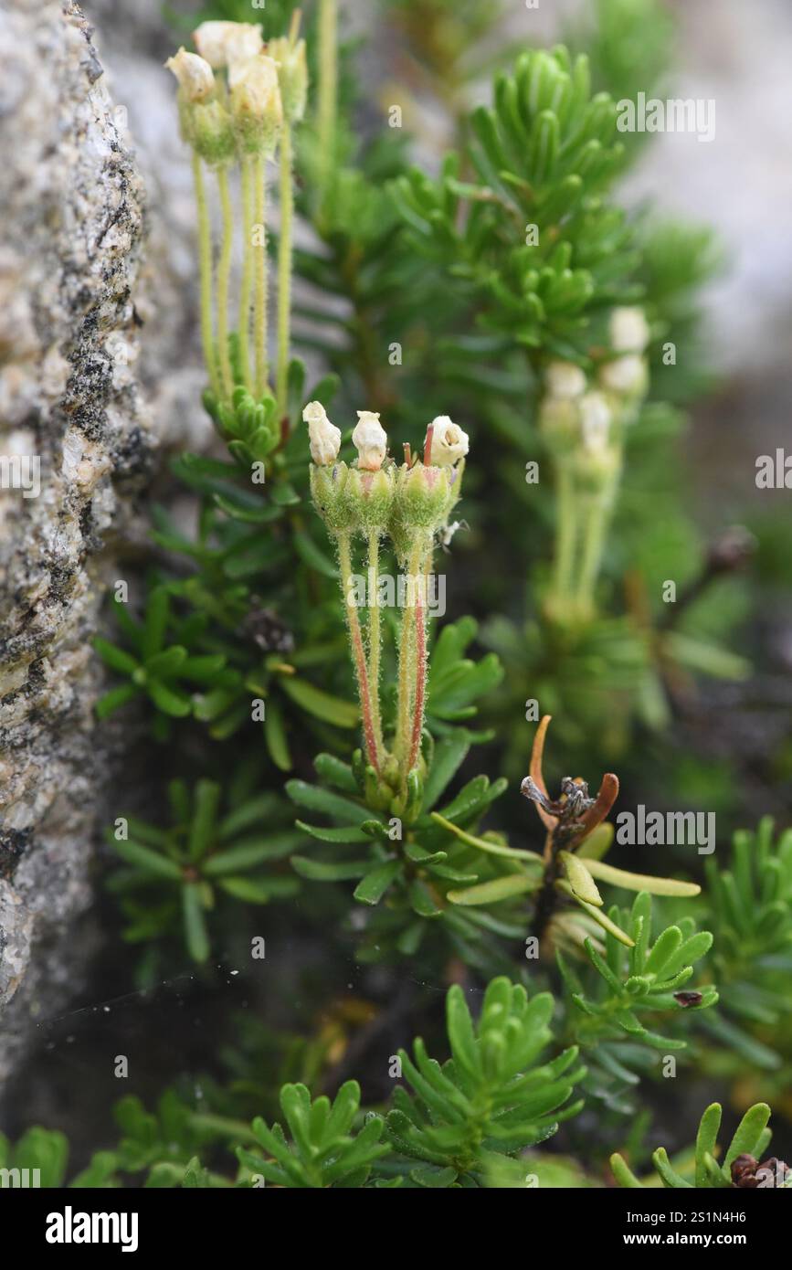 Yellow Mountain-heath (Phyllodoce glanduliflora Stock Photo - Alamy