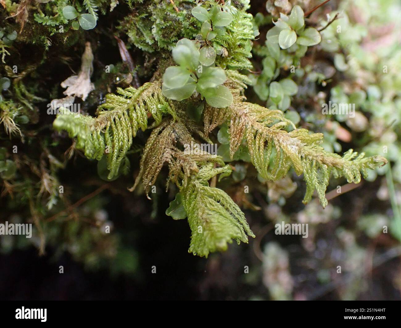 Ostrich-plume Moss (Ptilium crista-castrensis Stock Photo - Alamy