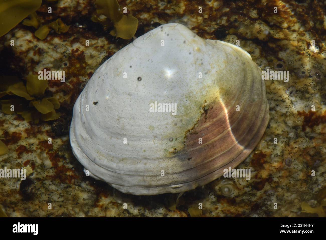 Butter Clam (Saxidomus gigantea Stock Photo - Alamy