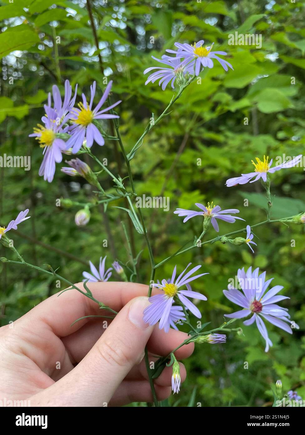 smooth blue aster (Symphyotrichum laeve Stock Photo - Alamy