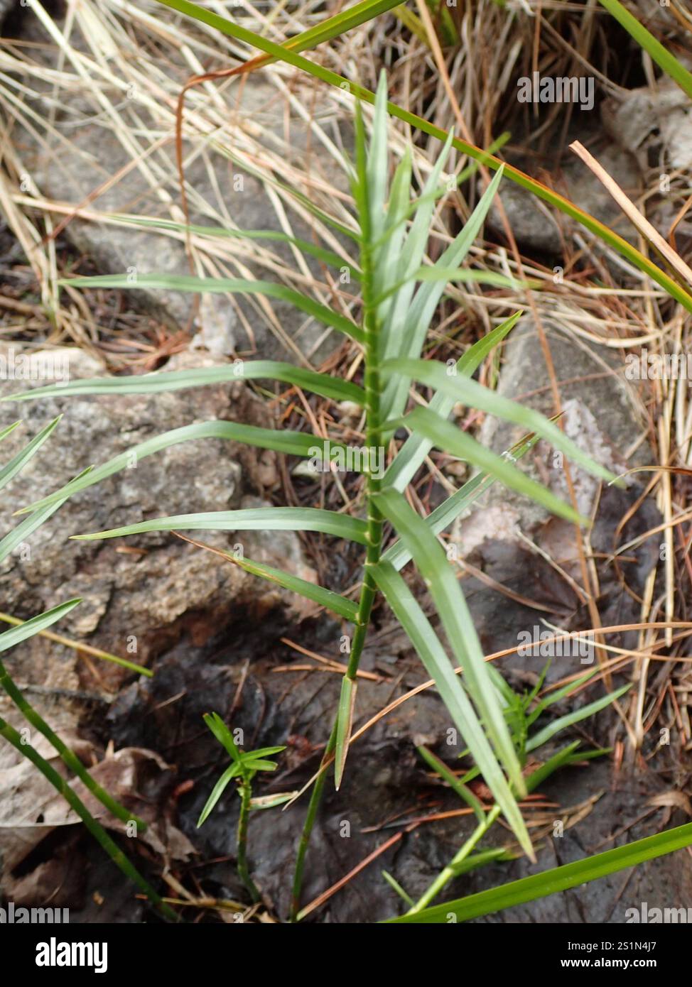 Three-way Sedge (Dulichium arundinaceum Stock Photo - Alamy