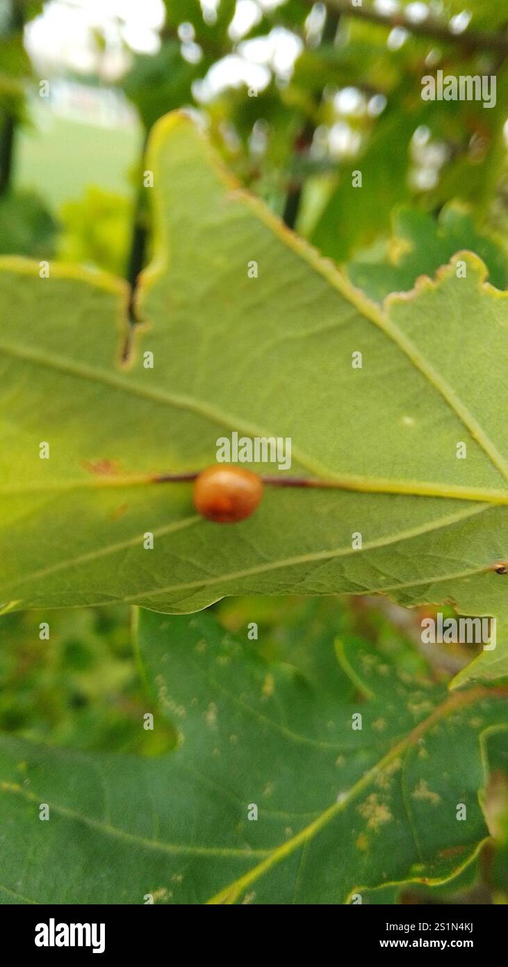 Pea Gall Wasp (Cynips divisa Stock Photo - Alamy