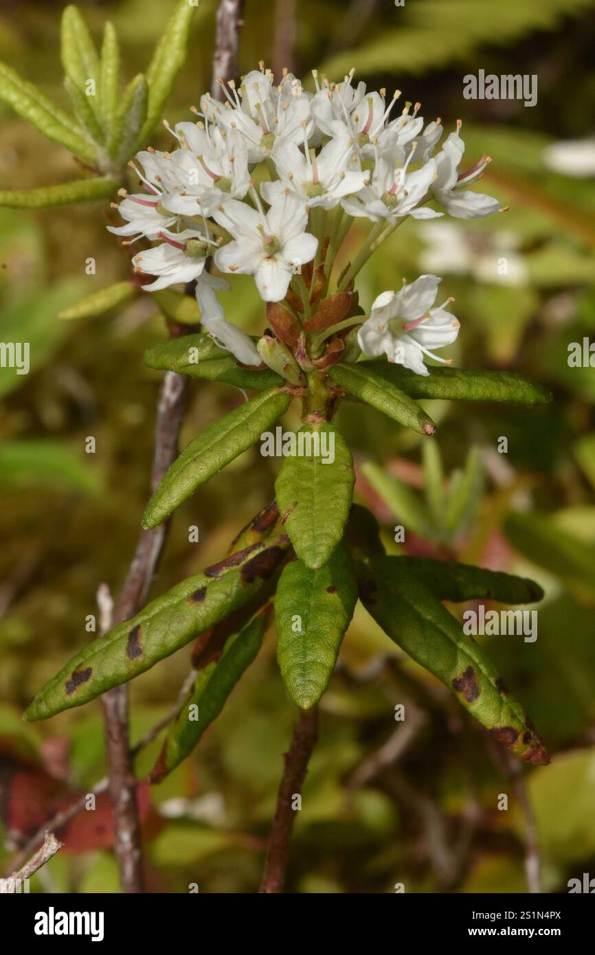 Bog Labrador Tea (Rhododendron groenlandicum Stock Photo - Alamy