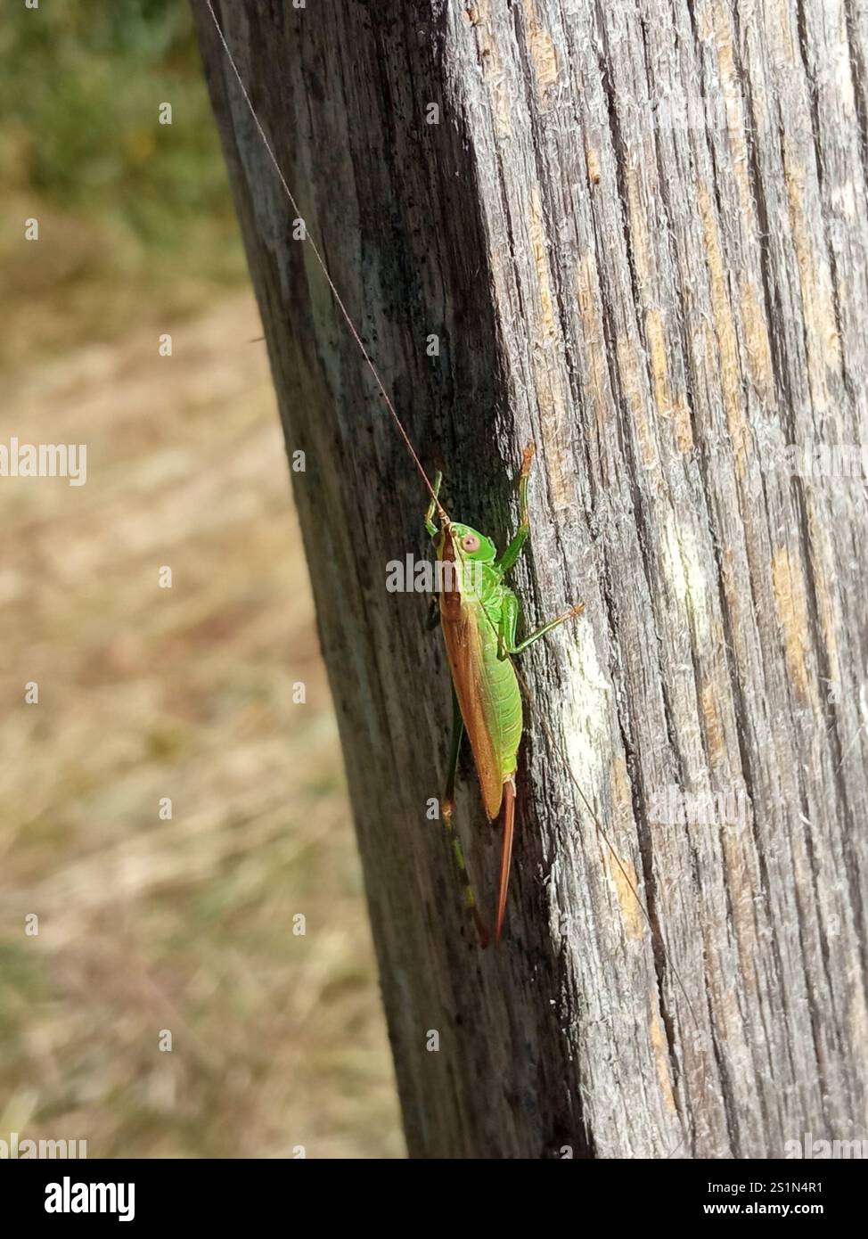 Long-winged Conehead (Conocephalus fuscus Stock Photo - Alamy