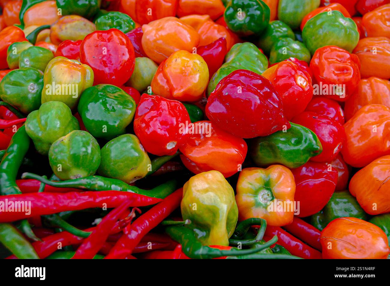 Chili peppers of varied colors and sizes can range from mild to hot in ...